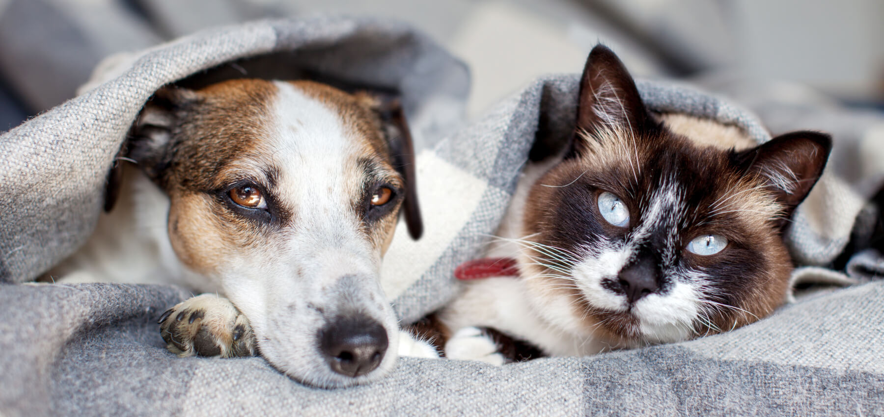 Financial Tips for Keeping Dogs, Cats and other Pets in Switzerland ...